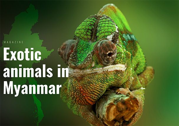 Nature Slider PACK | LayerSlider Premium Slider Template