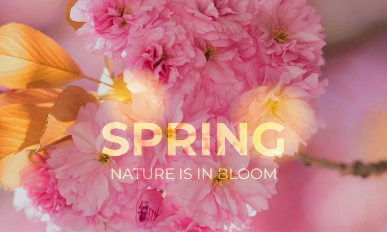 Four Seasons | LayerSlider Premium Slider Template